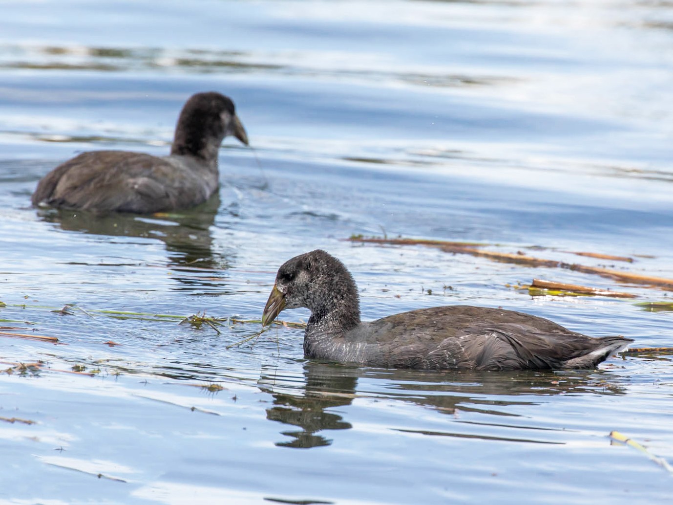 Slate-colored Coot - eBird