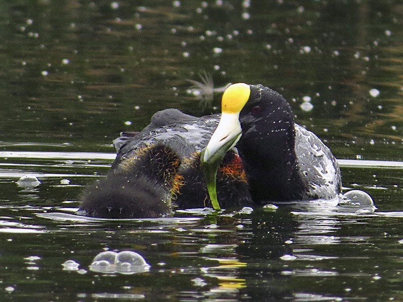 Slate-colored Coot - eBird