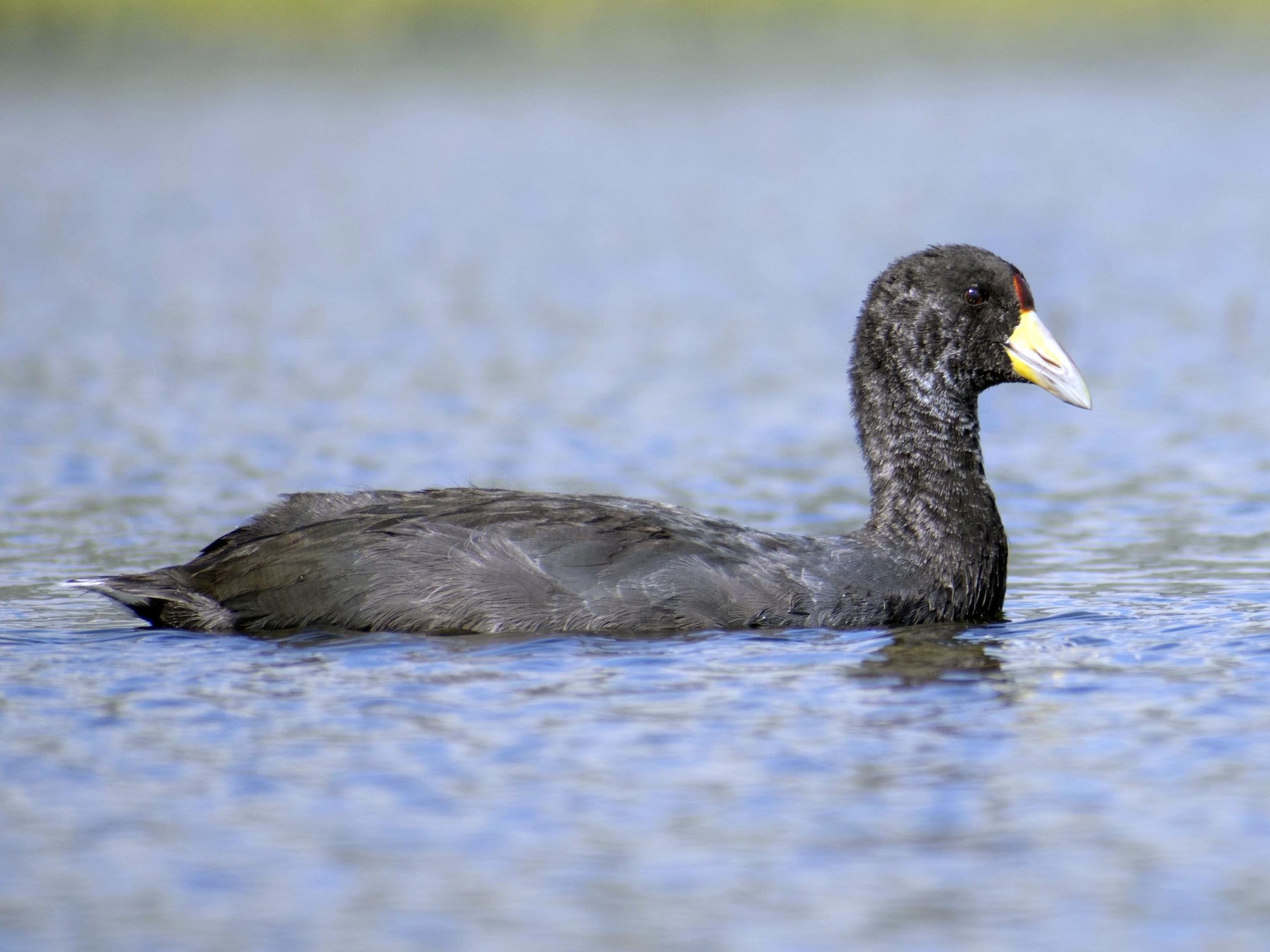 Slate-colored Coot - eBird