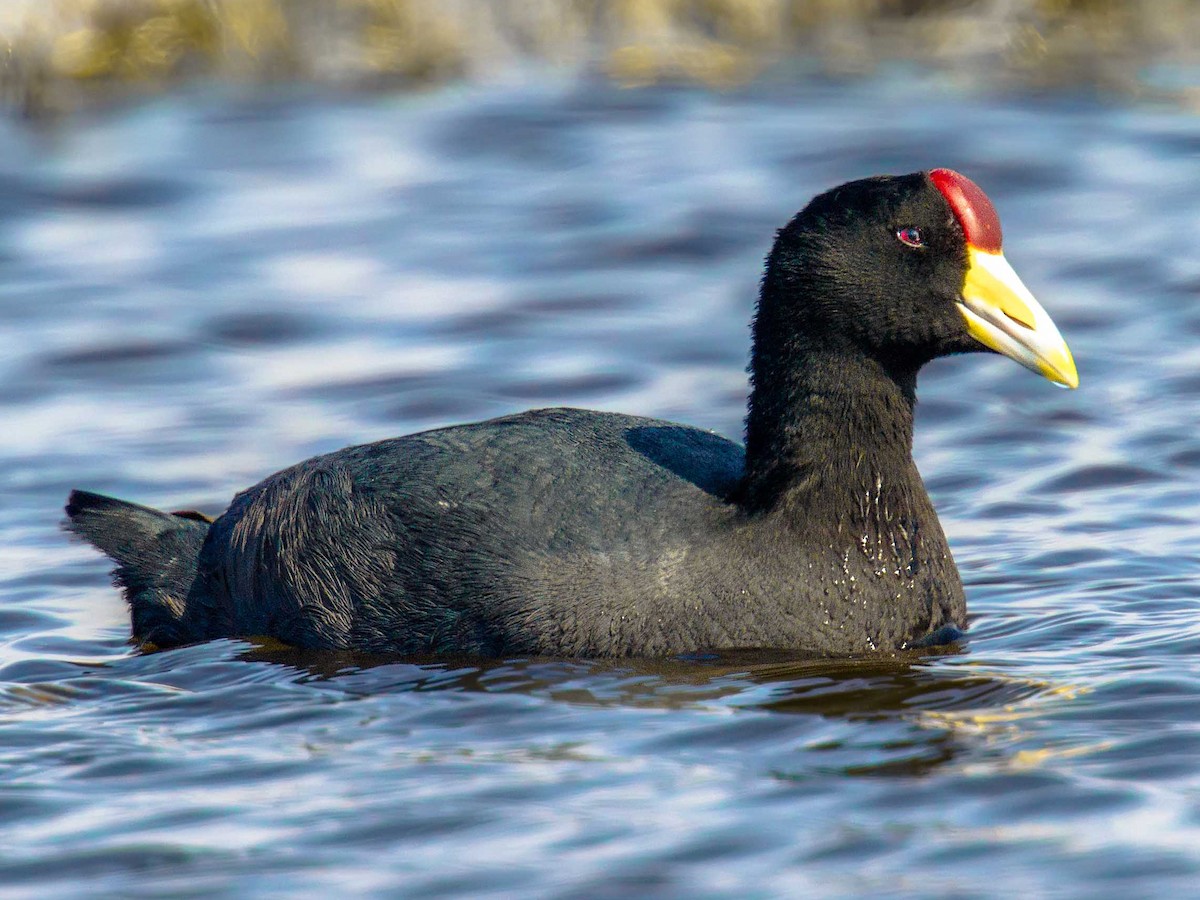 Slate-colored Coot - Fulica ardesiaca - Birds of the World