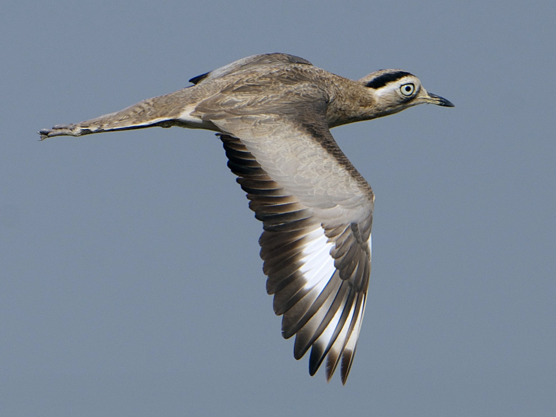 Peruvian Thick-knee - eBird