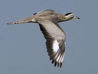 Alcaraván Peruano - eBird