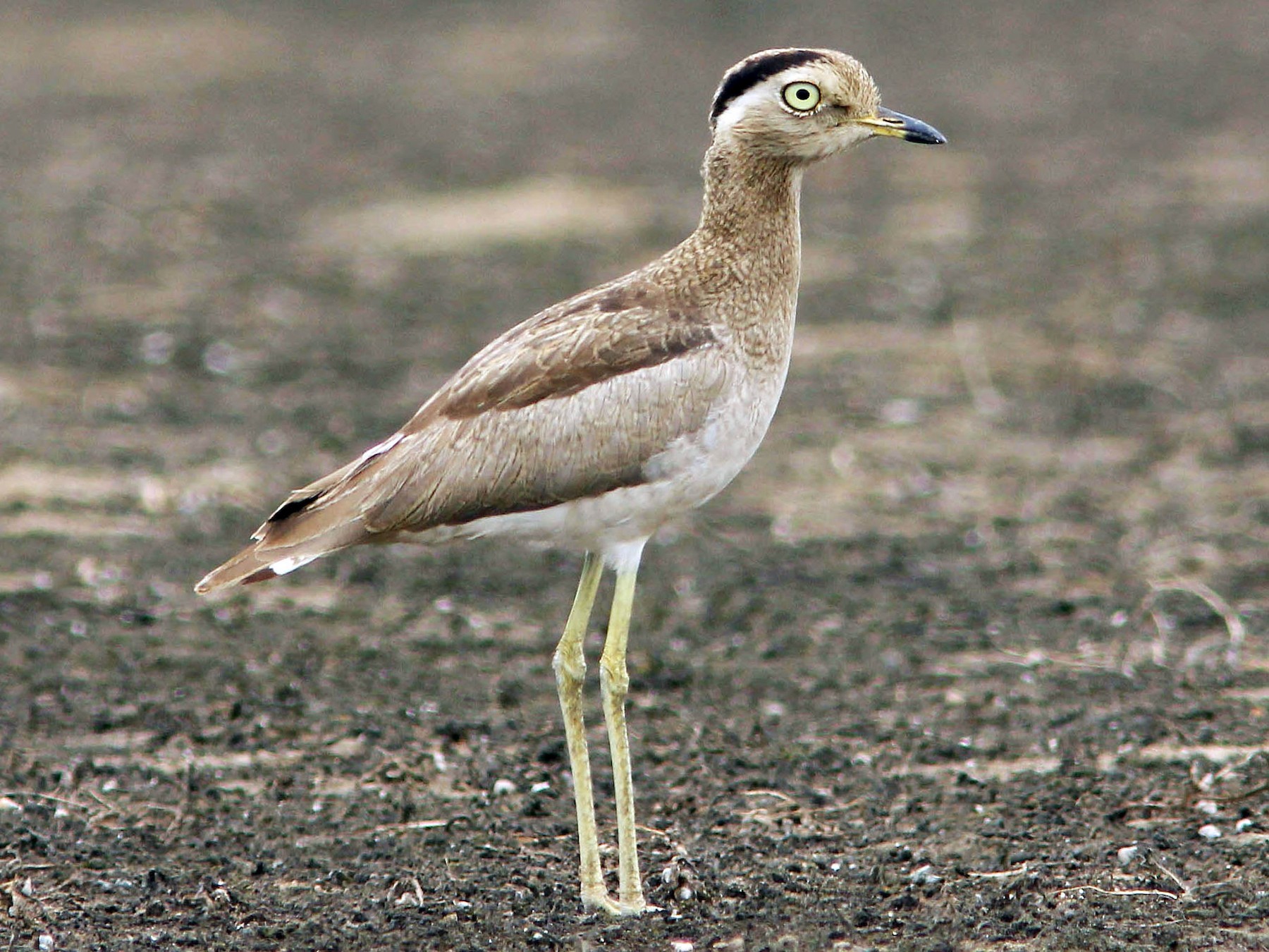 Peruvian Thick-knee - eBird