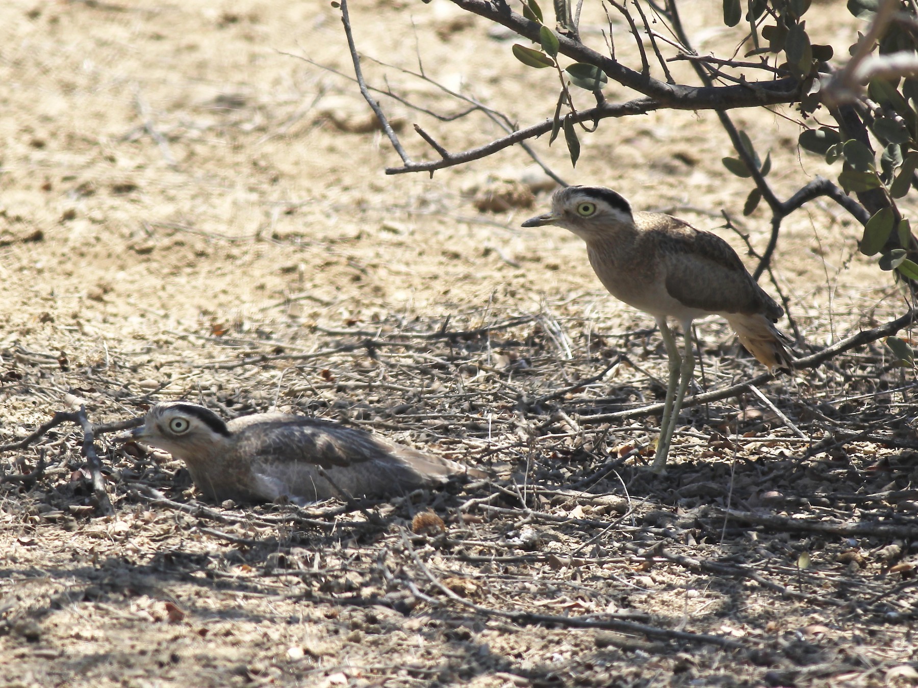 Alcaraván Peruano - eBird
