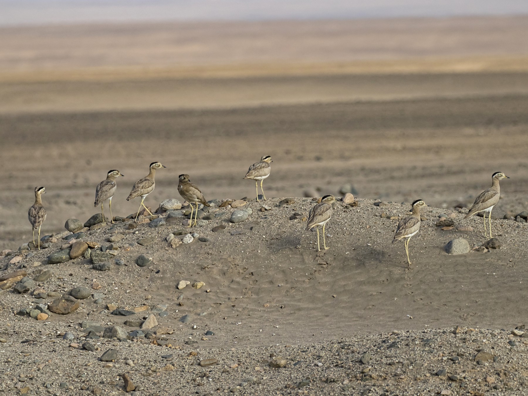 Alcaraván Peruano - eBird