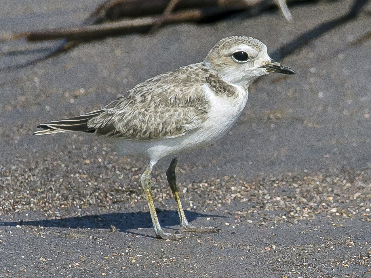 Puna Plover - eBird