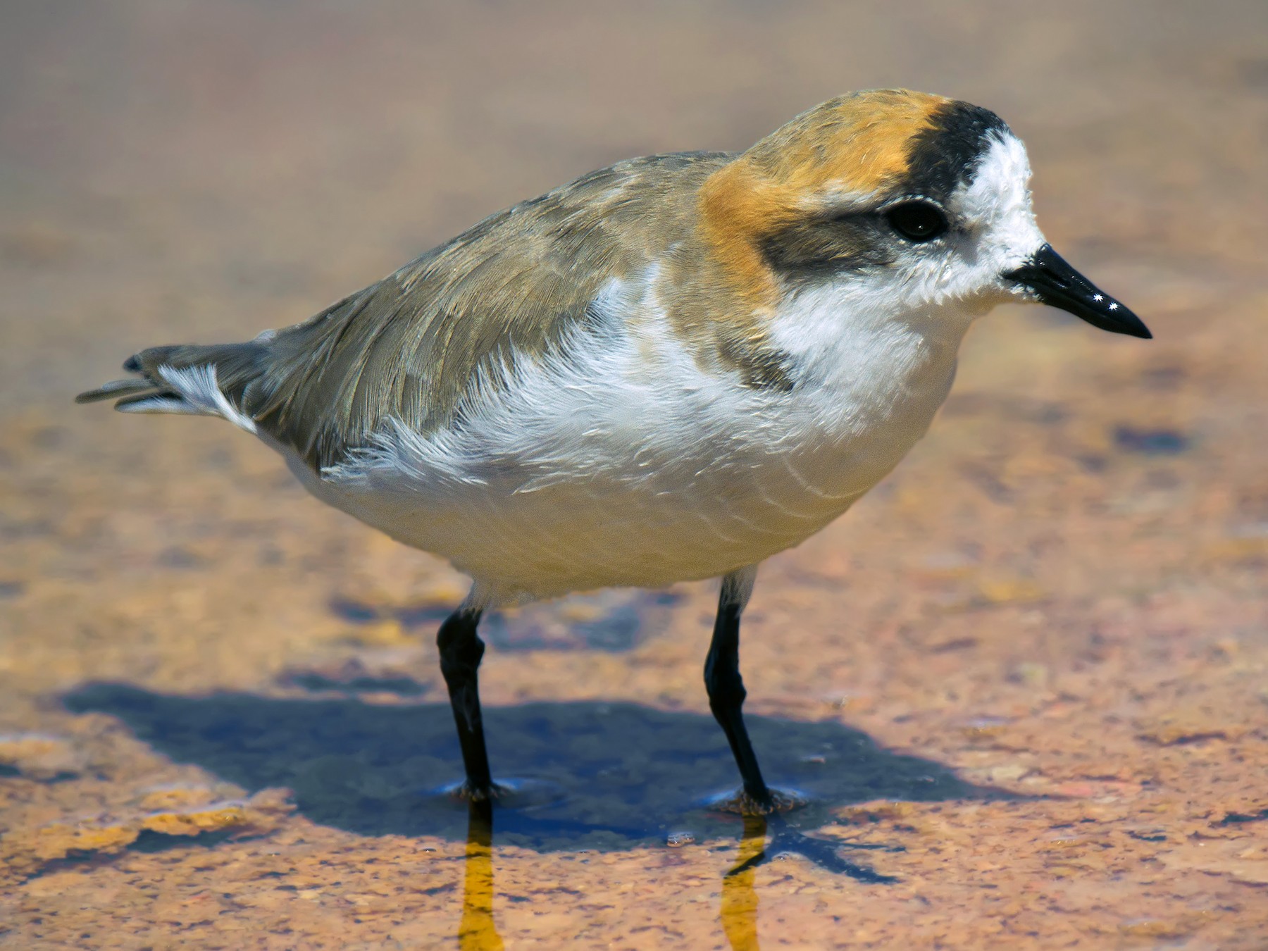 Puna Plover - eBird