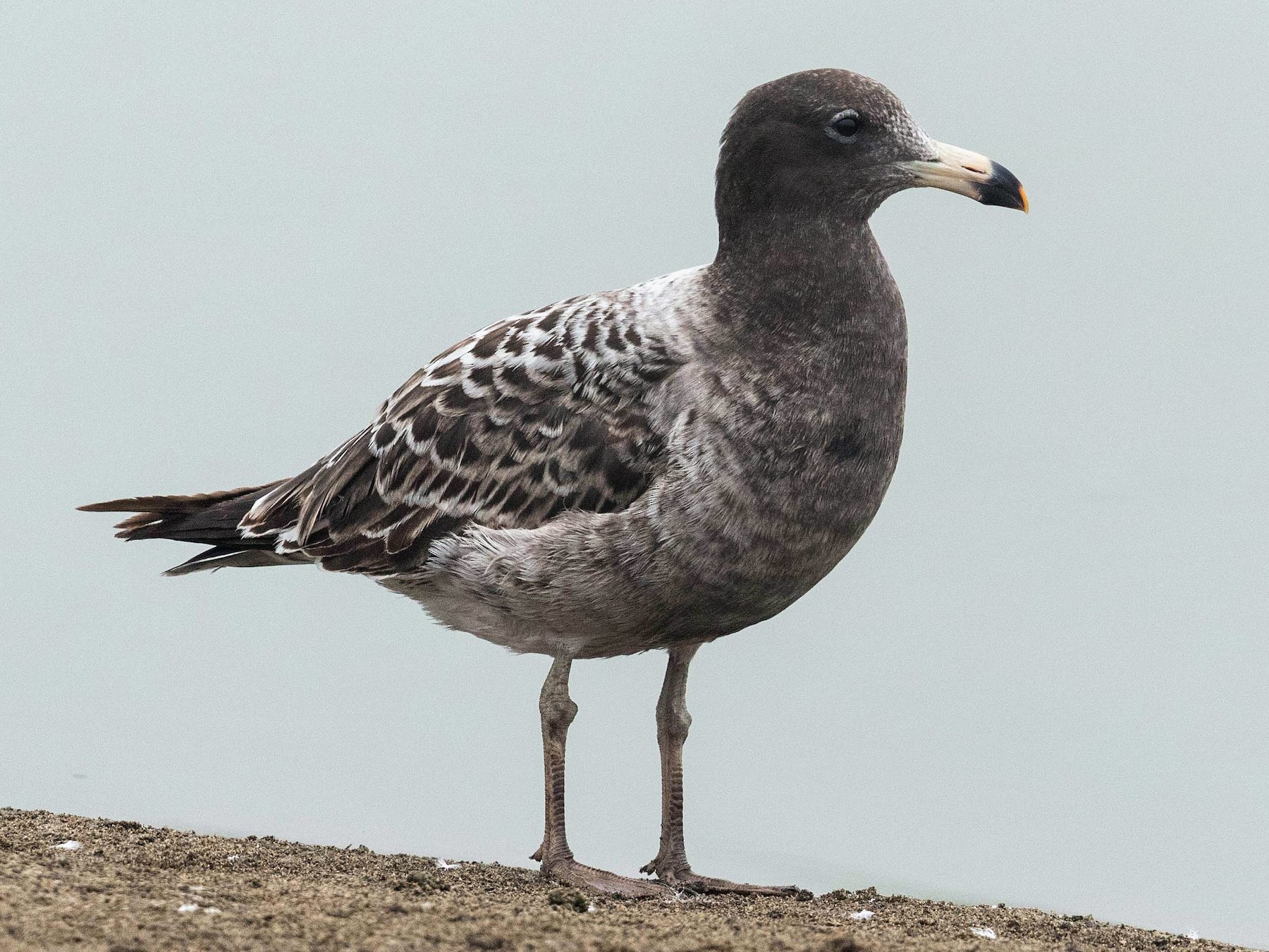 Belcher's Gull - eBird