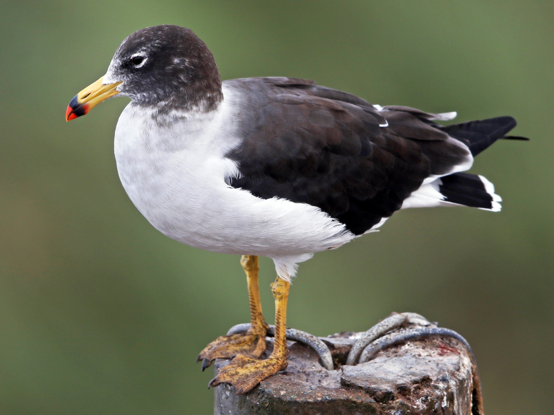 Gaviota peruana - eBird