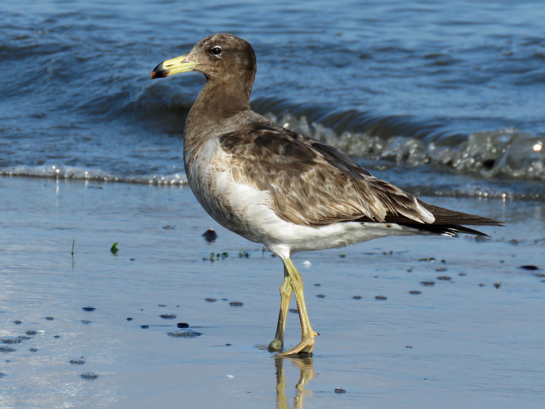 Belcher's Gull - eBird