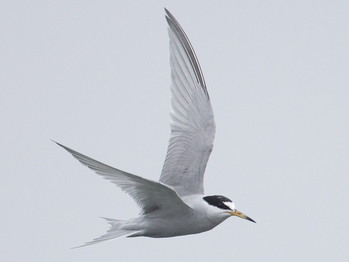 Peruvian Tern - Sternula lorata - Birds of the World