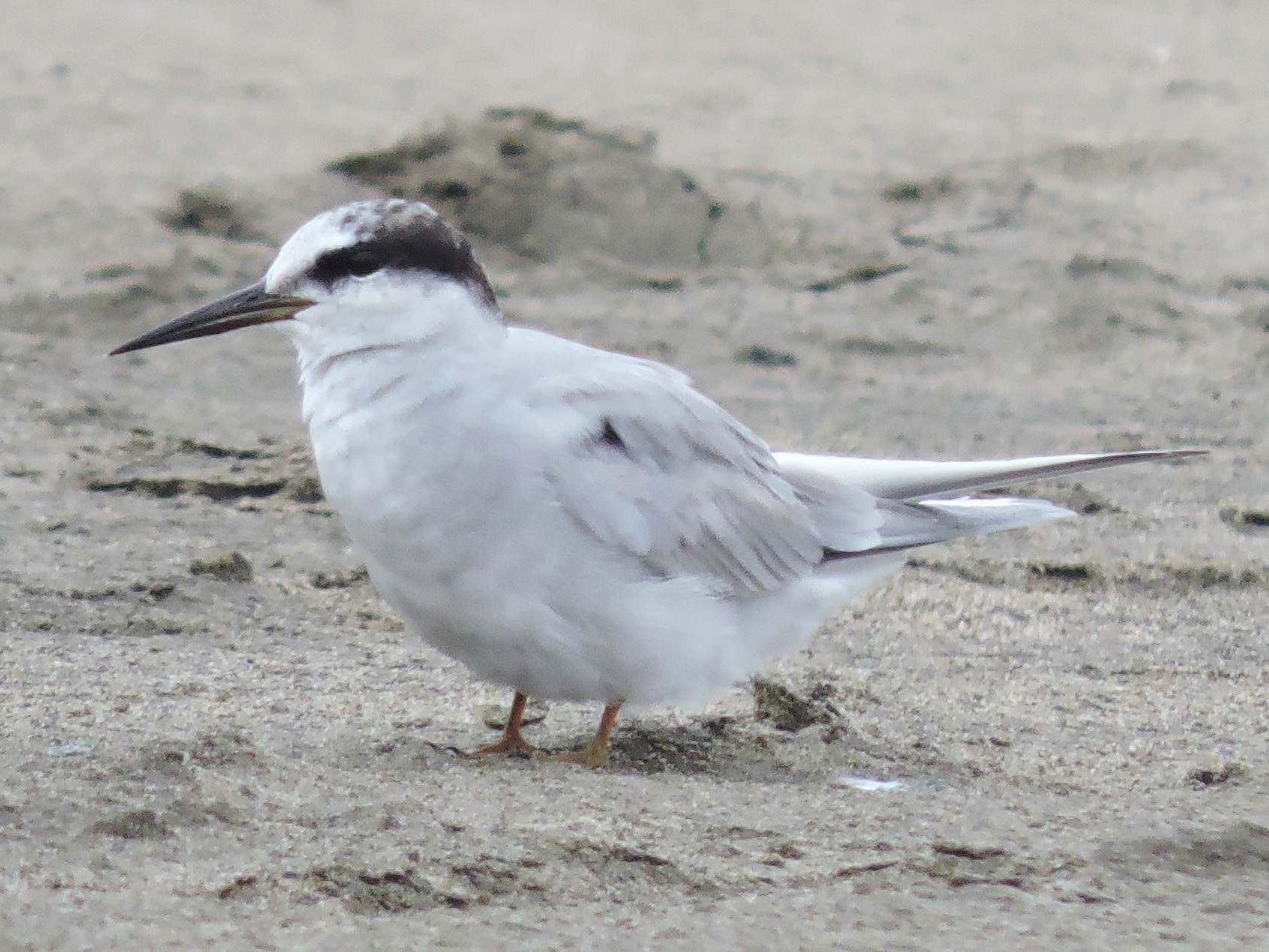 Peruvian Tern - eBird