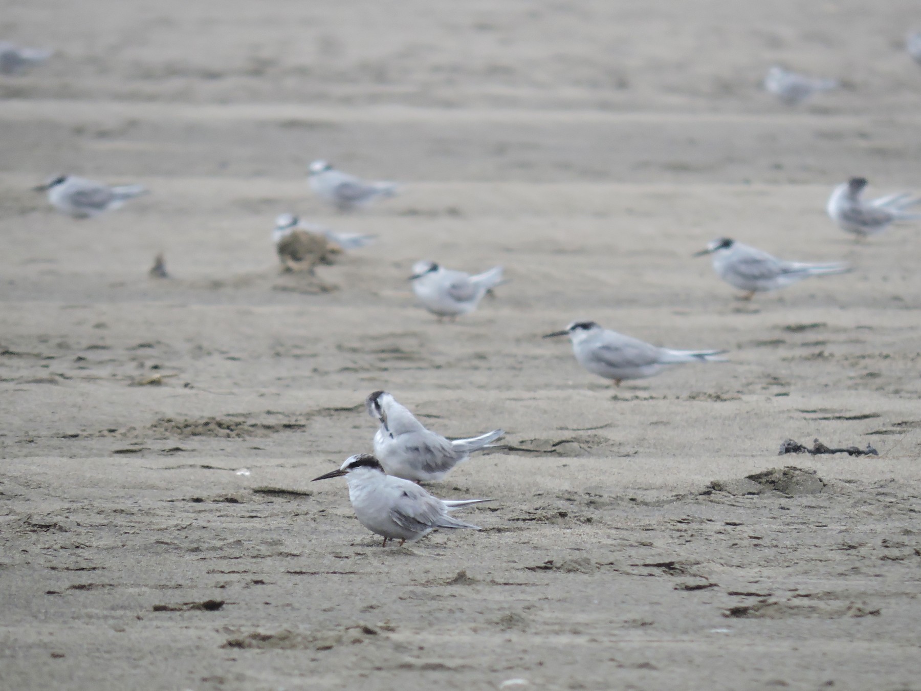 Peruvian Tern - eBird