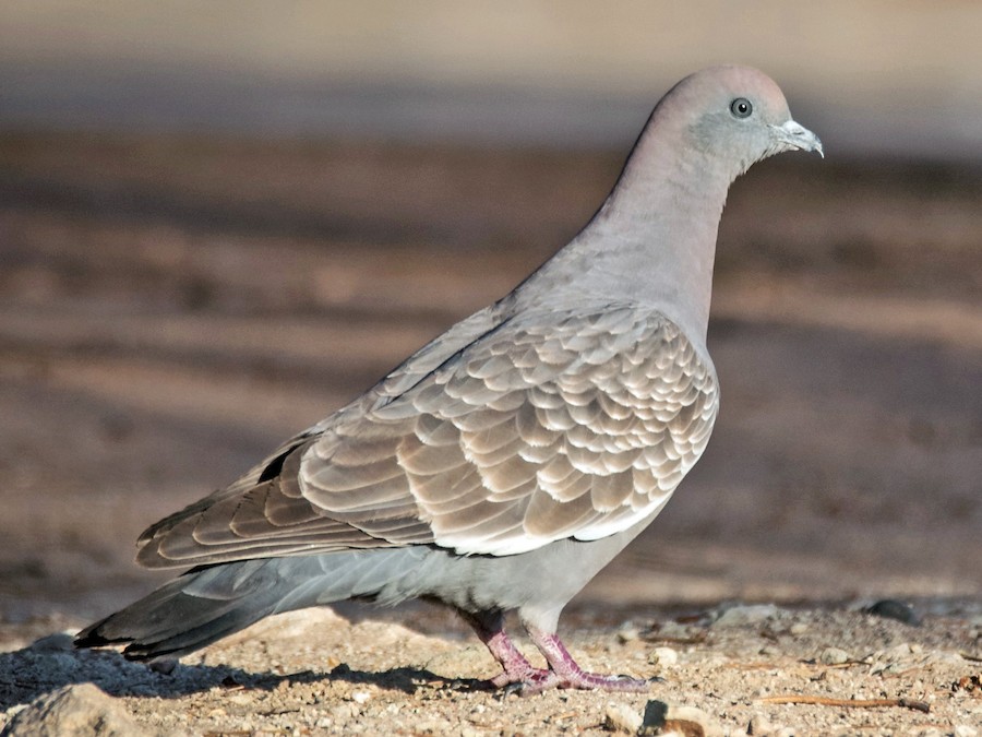 Spot-winged Pigeon - eBird