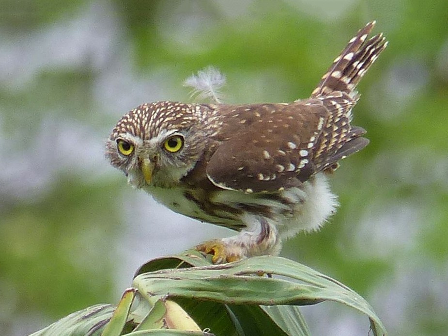 Peruvian Pygmy-Owl - eBird