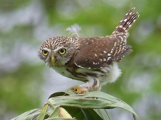 Mochuelo Peruano - eBird