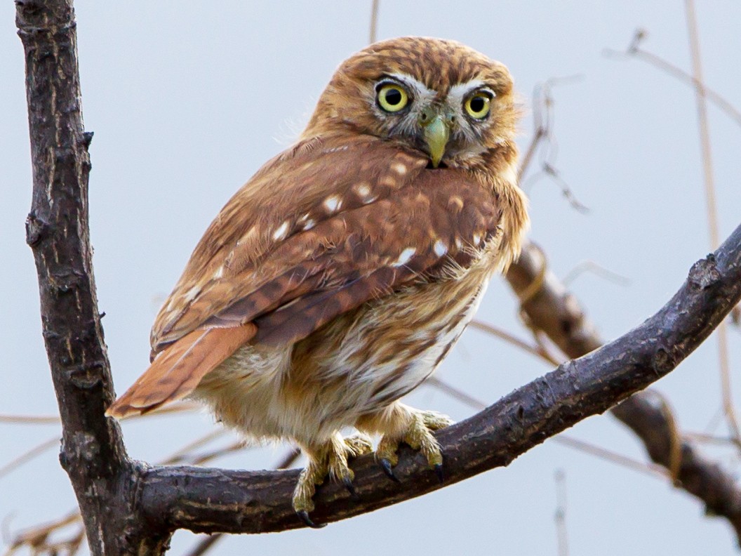 Peruvian Pygmy-Owl - eBird