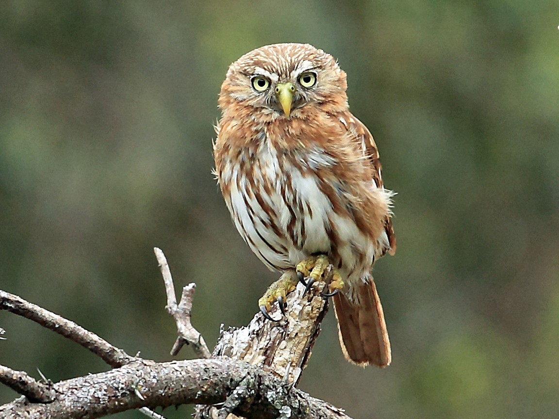 Peruvian Pygmy-Owl - eBird