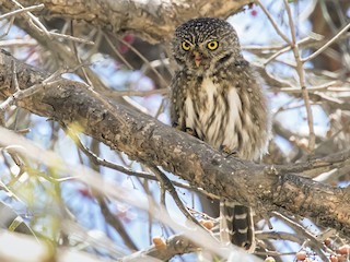 Mochuelo Peruano - eBird