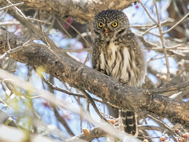 Photos - Peruvian Pygmy-Owl - Glaucidium peruanum - Birds of the World