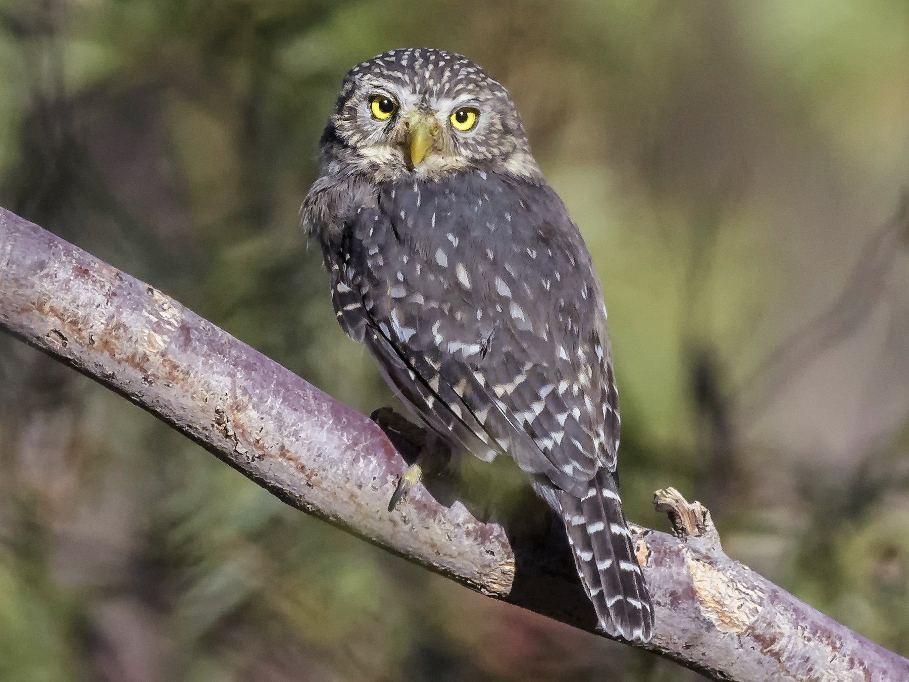 Peruvian Pygmy-Owl - eBird