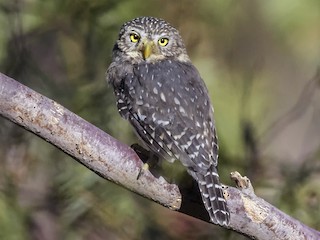 Peruvian Pygmy-Owl - eBird
