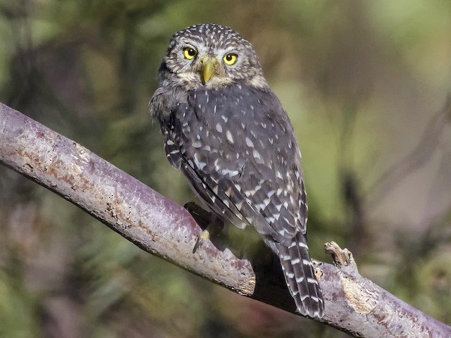 Photos - Peruvian Pygmy-Owl - Glaucidium peruanum - Birds of the World