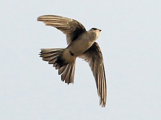 Andean Swift - eBird