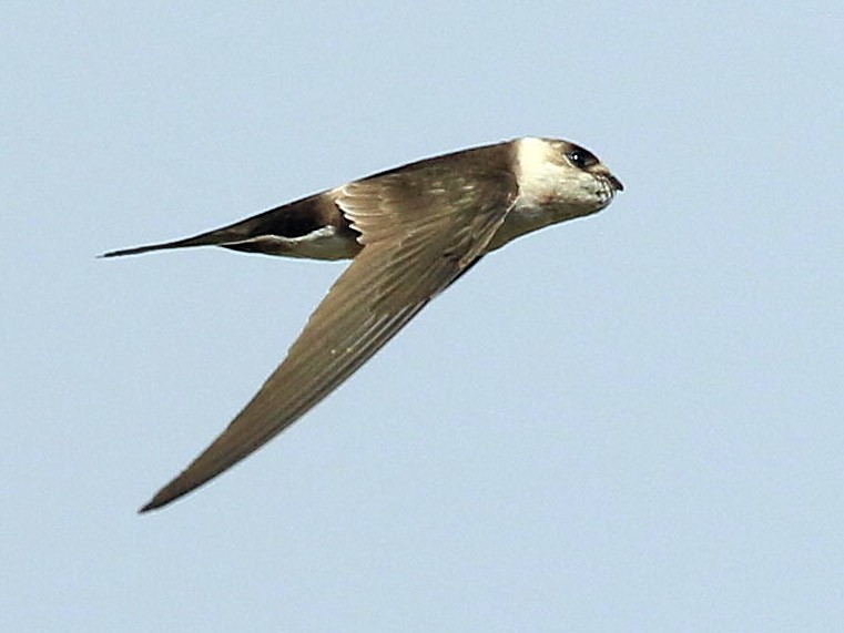 Andean Swift - eBird
