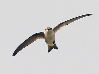 Andean Swift - eBird