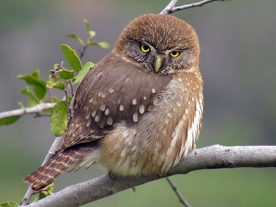 Pygmy Owl Pet