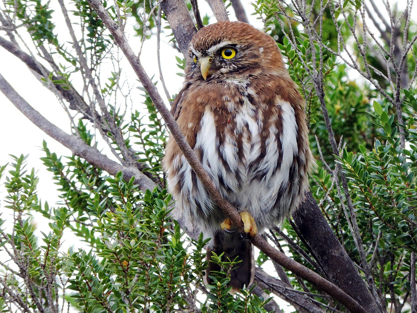 Austral Pygmy-Owl - eBird