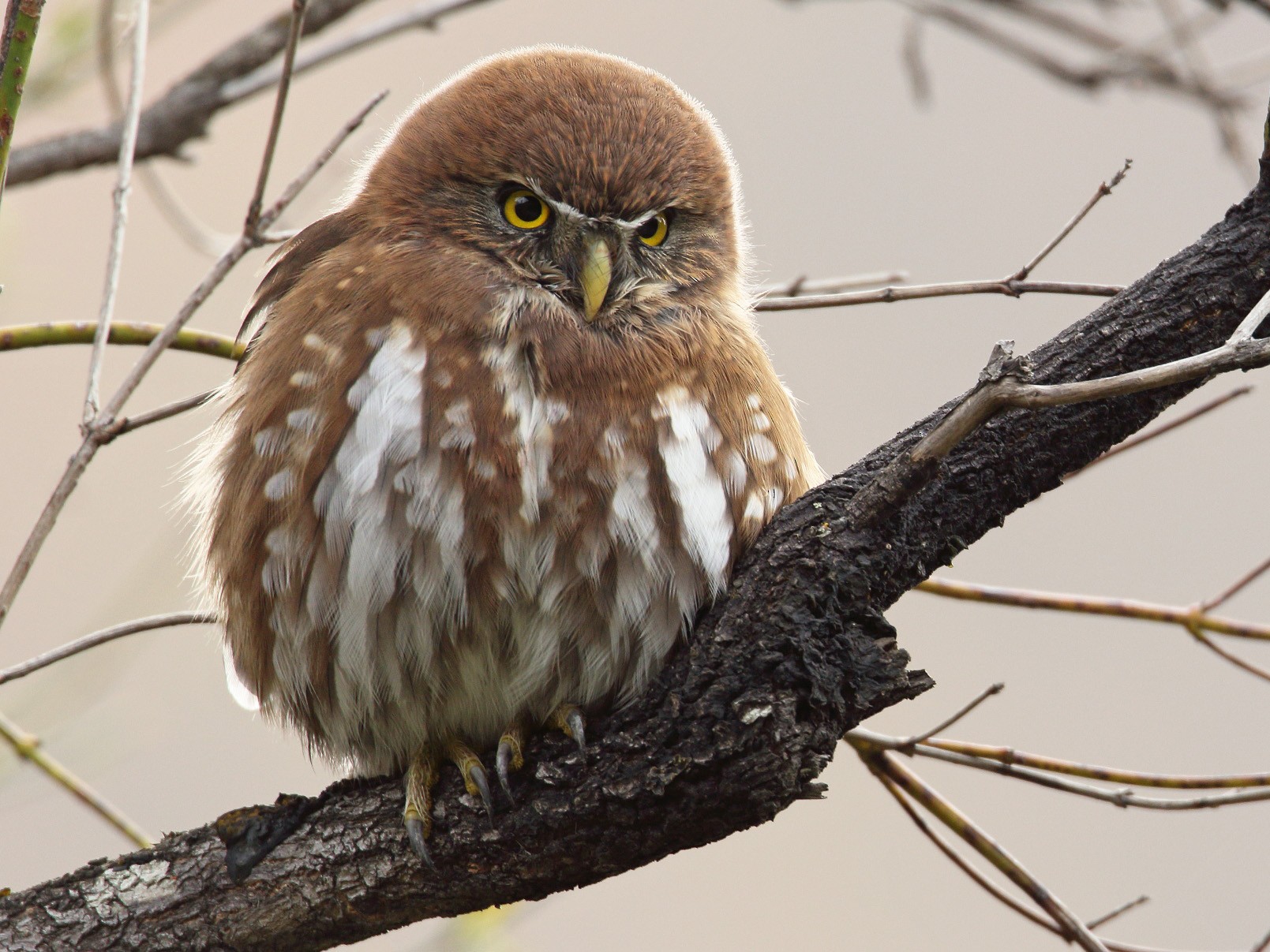 Austral Pygmy-Owl - eBird