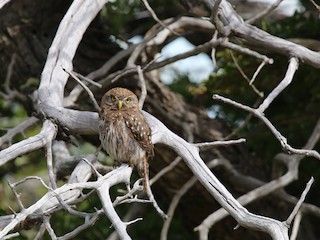 Chuncho austral - eBird