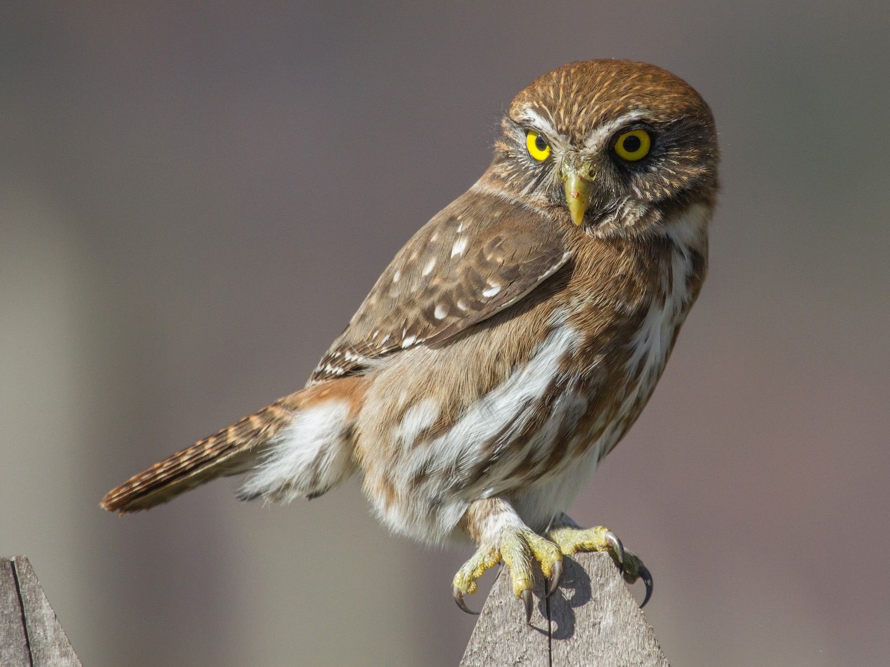 Austral Pygmy-Owl - eBird