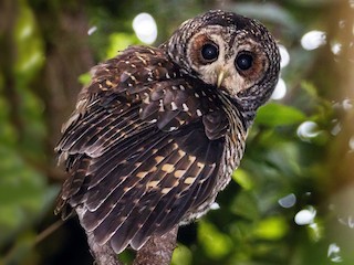 Rufous-legged Owl - eBird