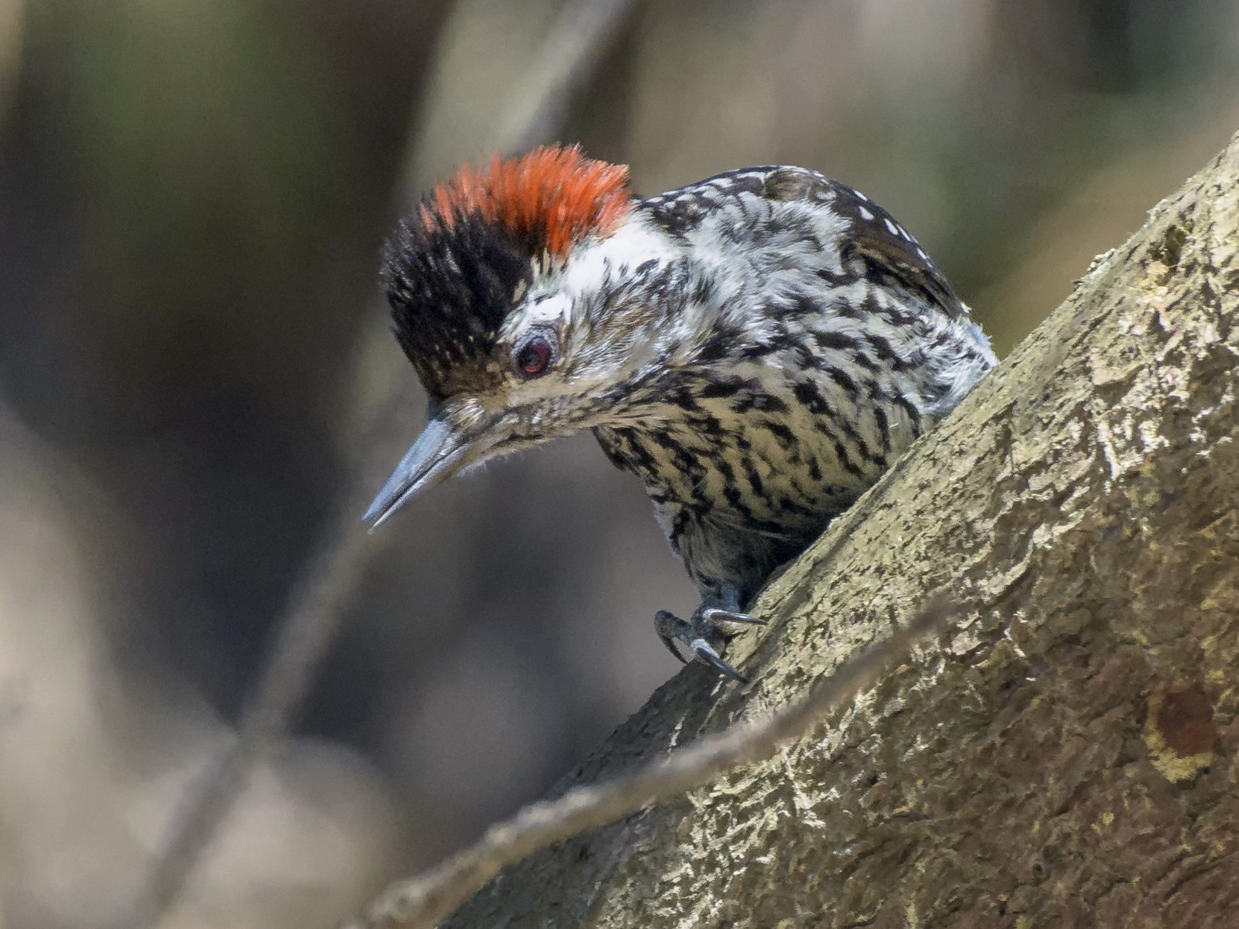 Striped Woodpecker - eBird