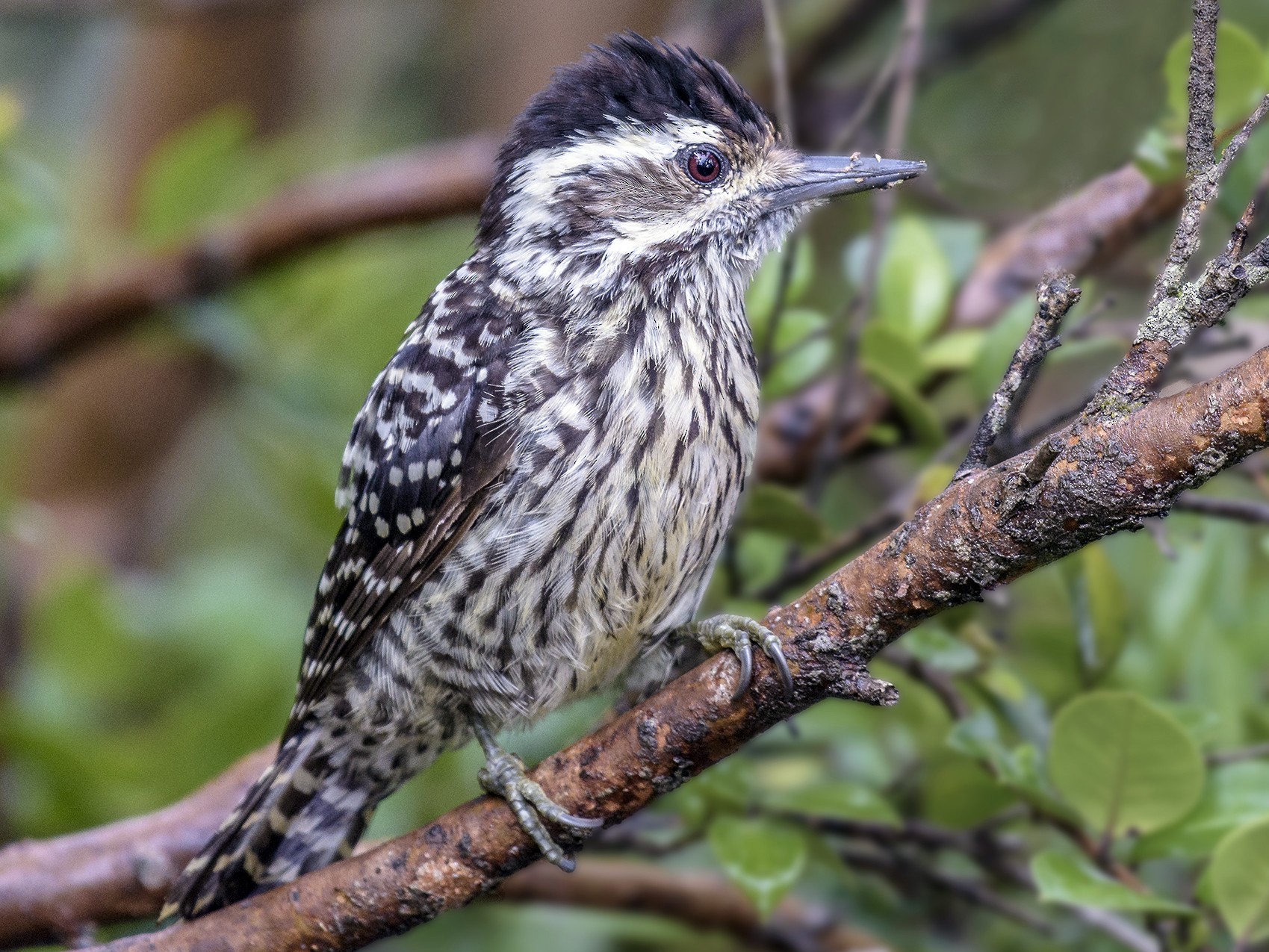 Striped Woodpecker - eBird