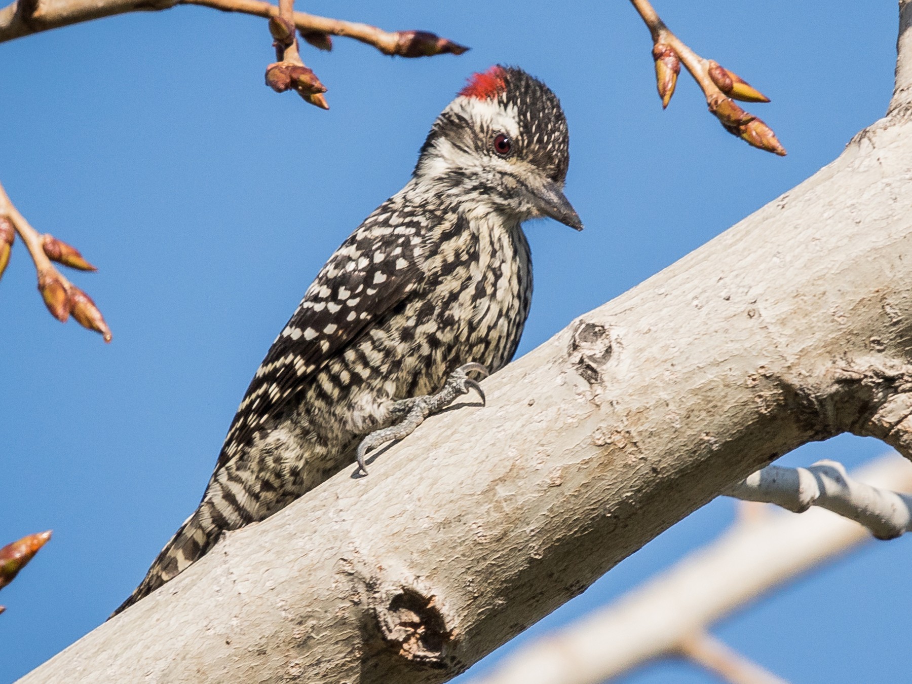 Striped Woodpecker - eBird