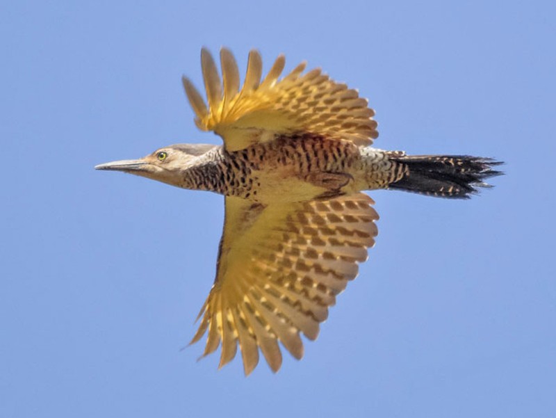 Chilean Flicker - eBird