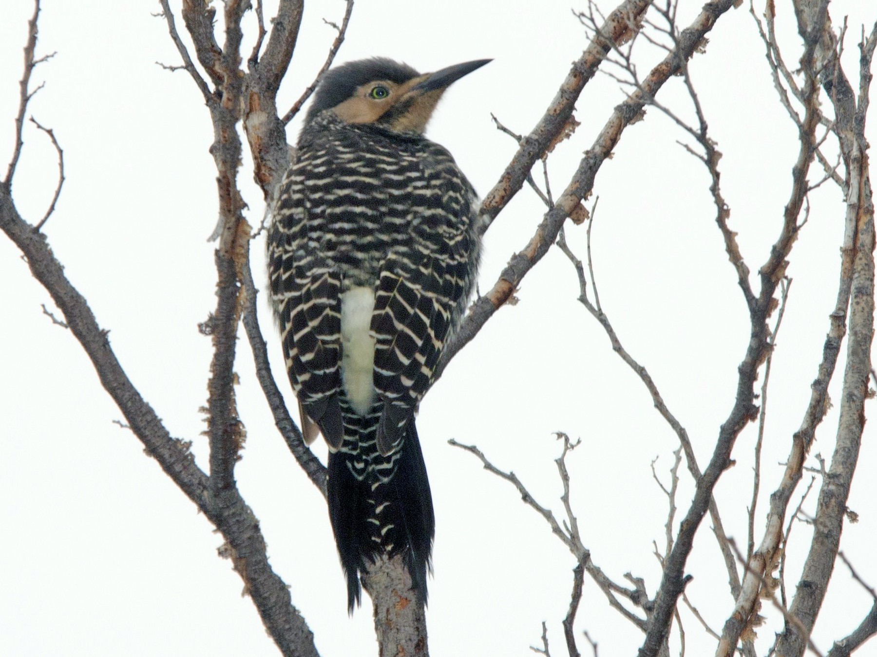 Carpintero Pitío - eBird