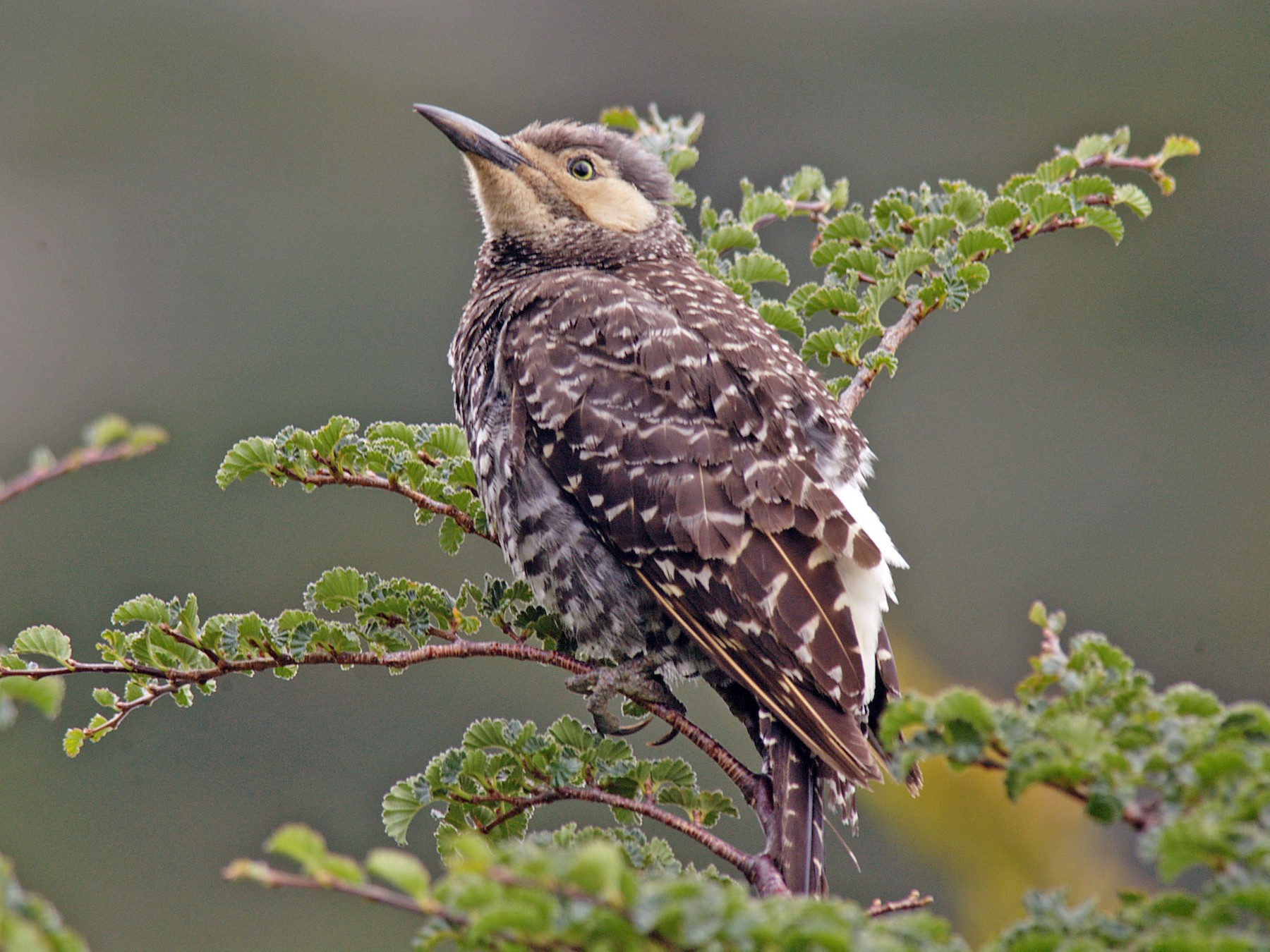 Carpintero Pitío - eBird