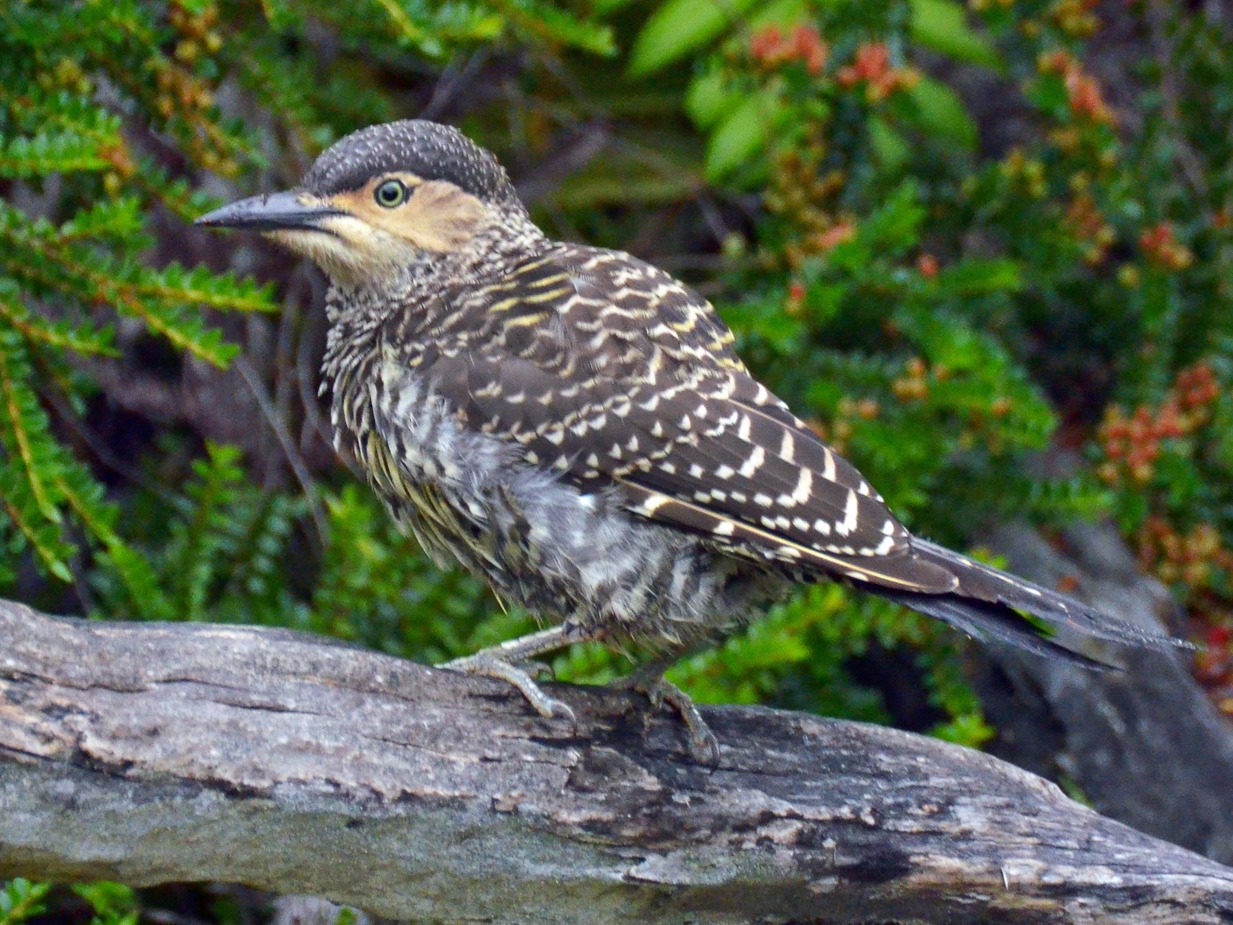 Chilean Flicker - eBird
