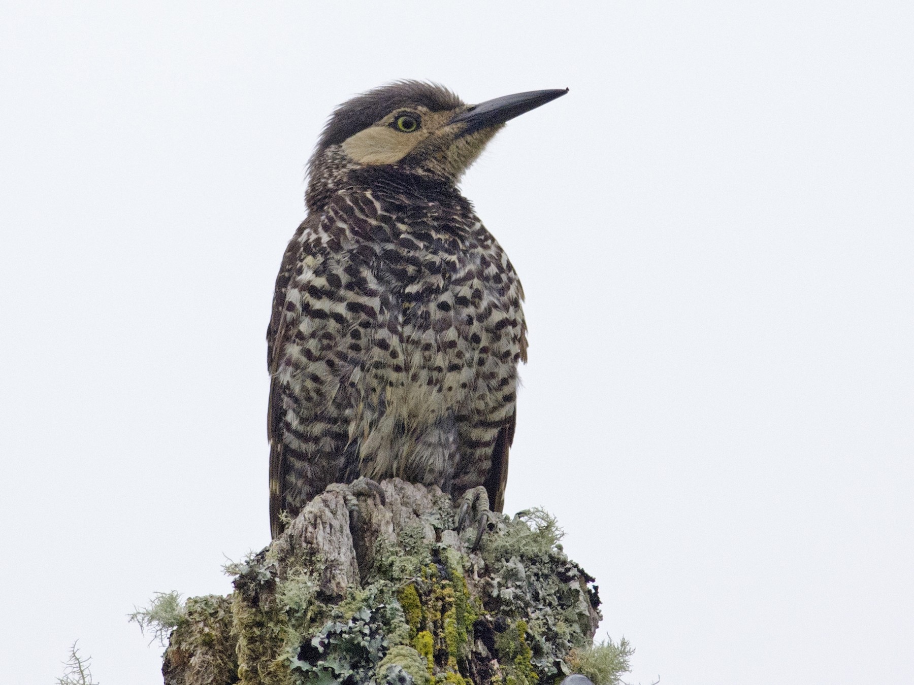 Carpintero Pitío - eBird