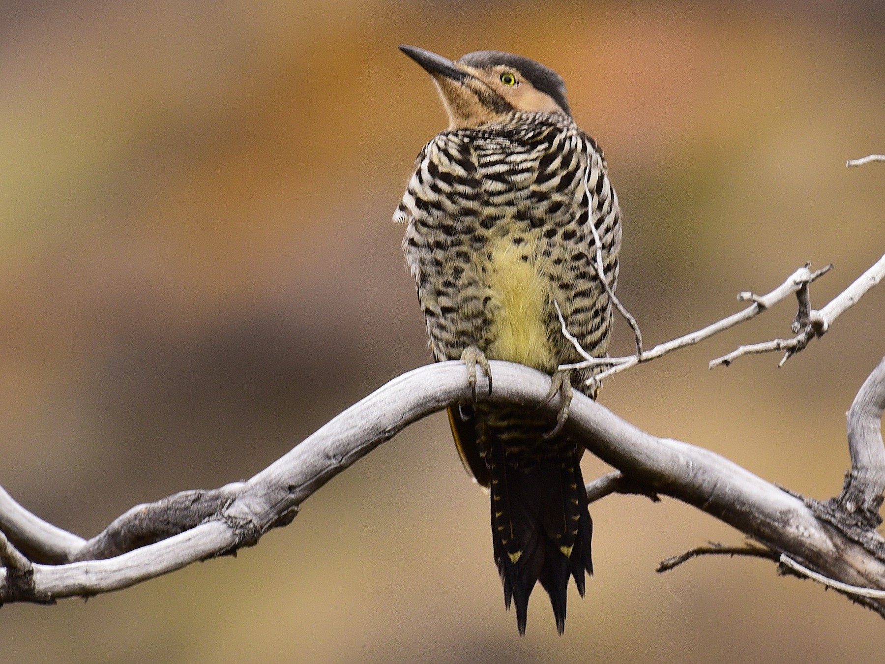 Chilean Flicker - eBird