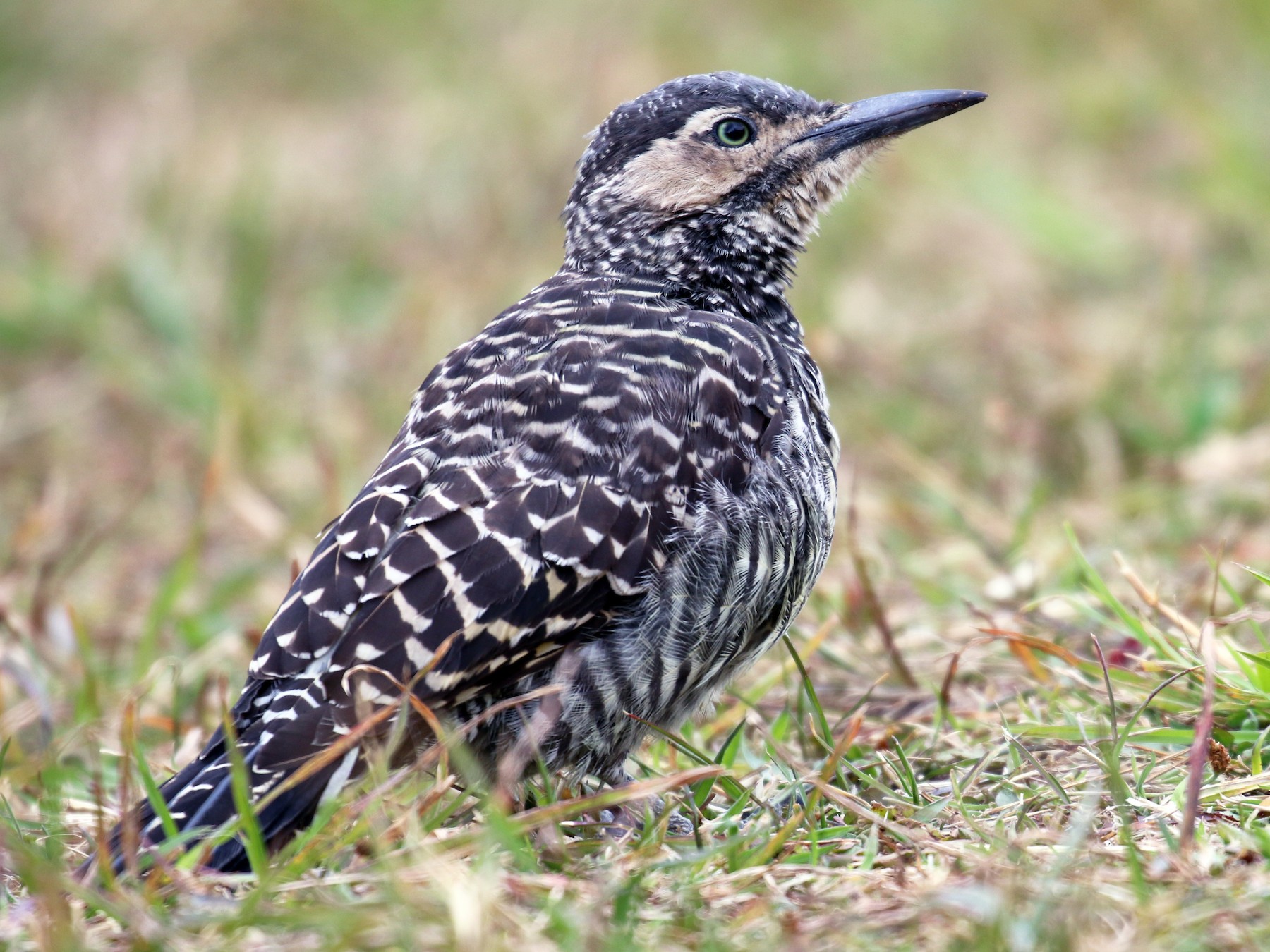Carpintero Pitío - eBird