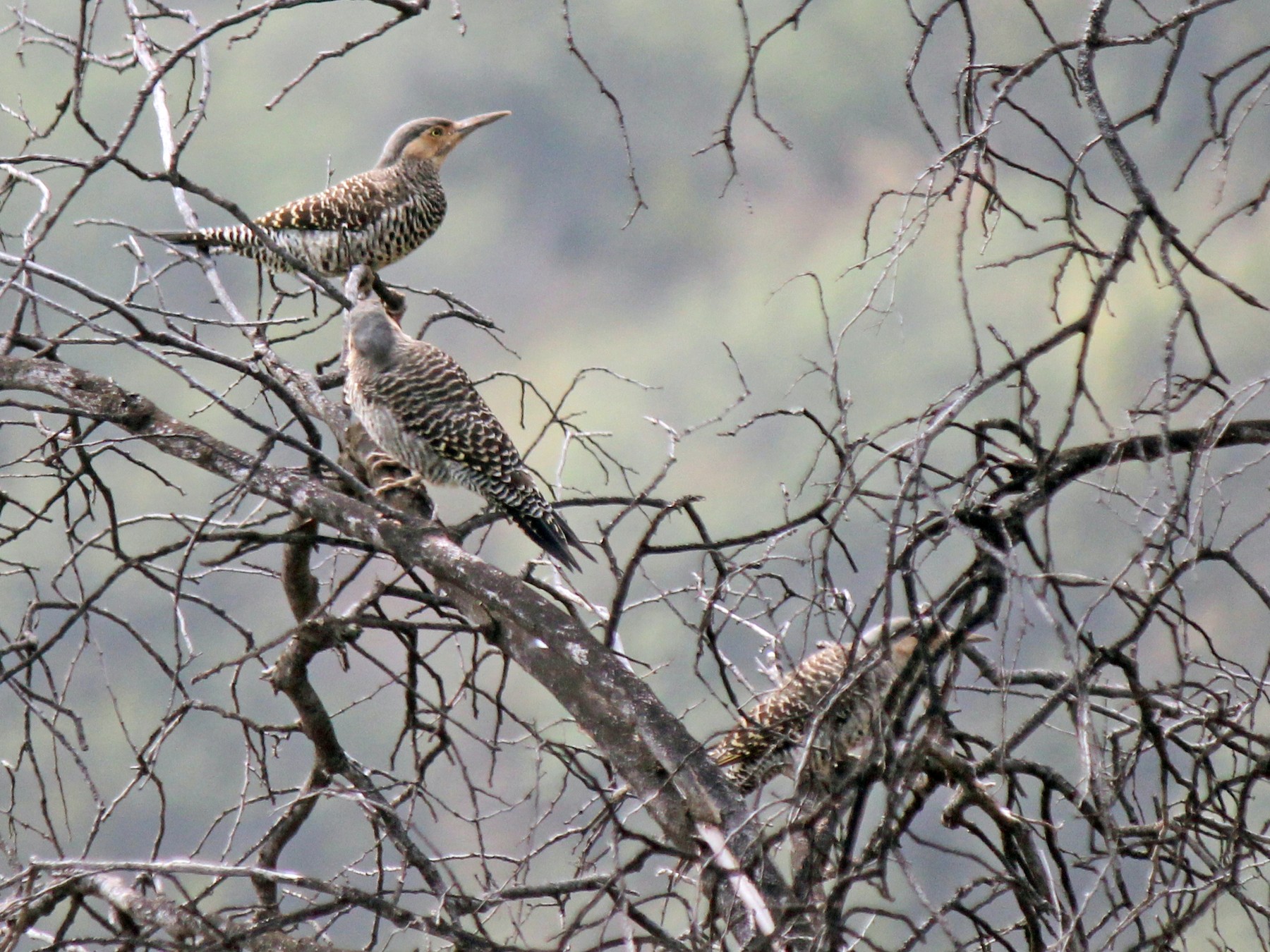 Carpintero Pitío - eBird