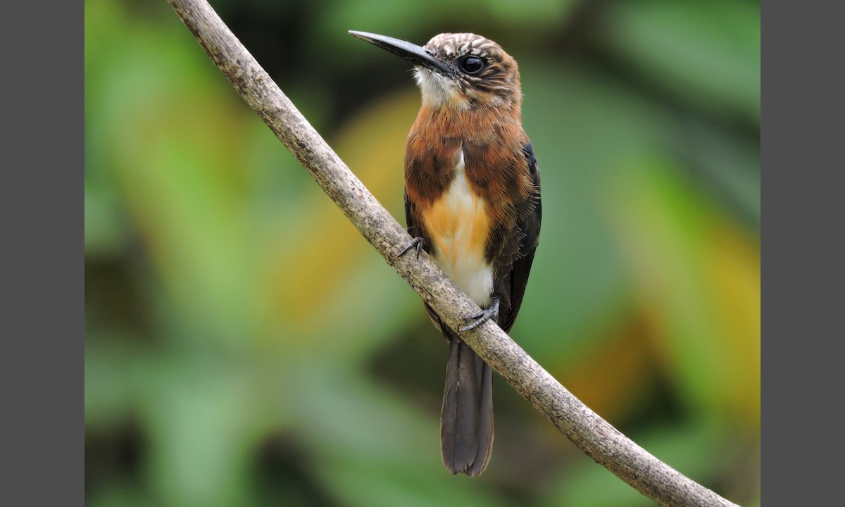 Brown Jacamar - Brachygalba lugubris - Birds of the World