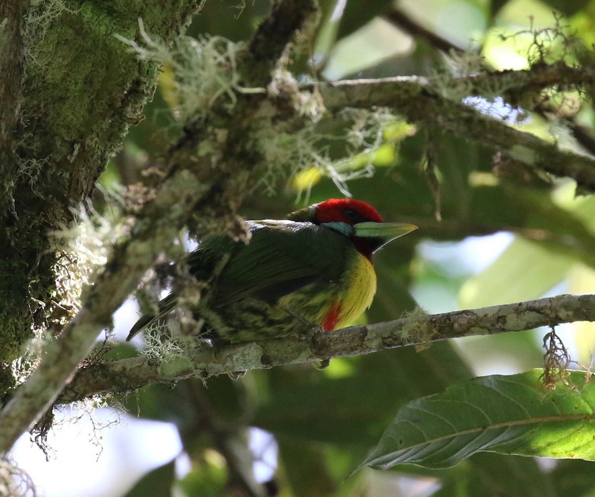 eBird Checklist - 5 Apr 2018 - Apa Apa Forest - 29 species (+2 other taxa)