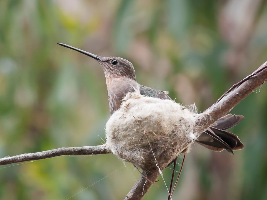 Giant Hummingbird - eBird